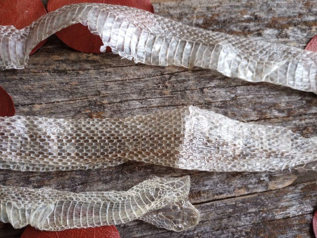 Deathtaxusa 29 51 Ratsnake Rat Snake Skin Shed Molt Serpent Reptile ...