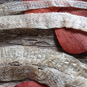 Deathtaxusa 38 32 Kingsnake King Snake Skin Shed Molt Serpent Reptile ...