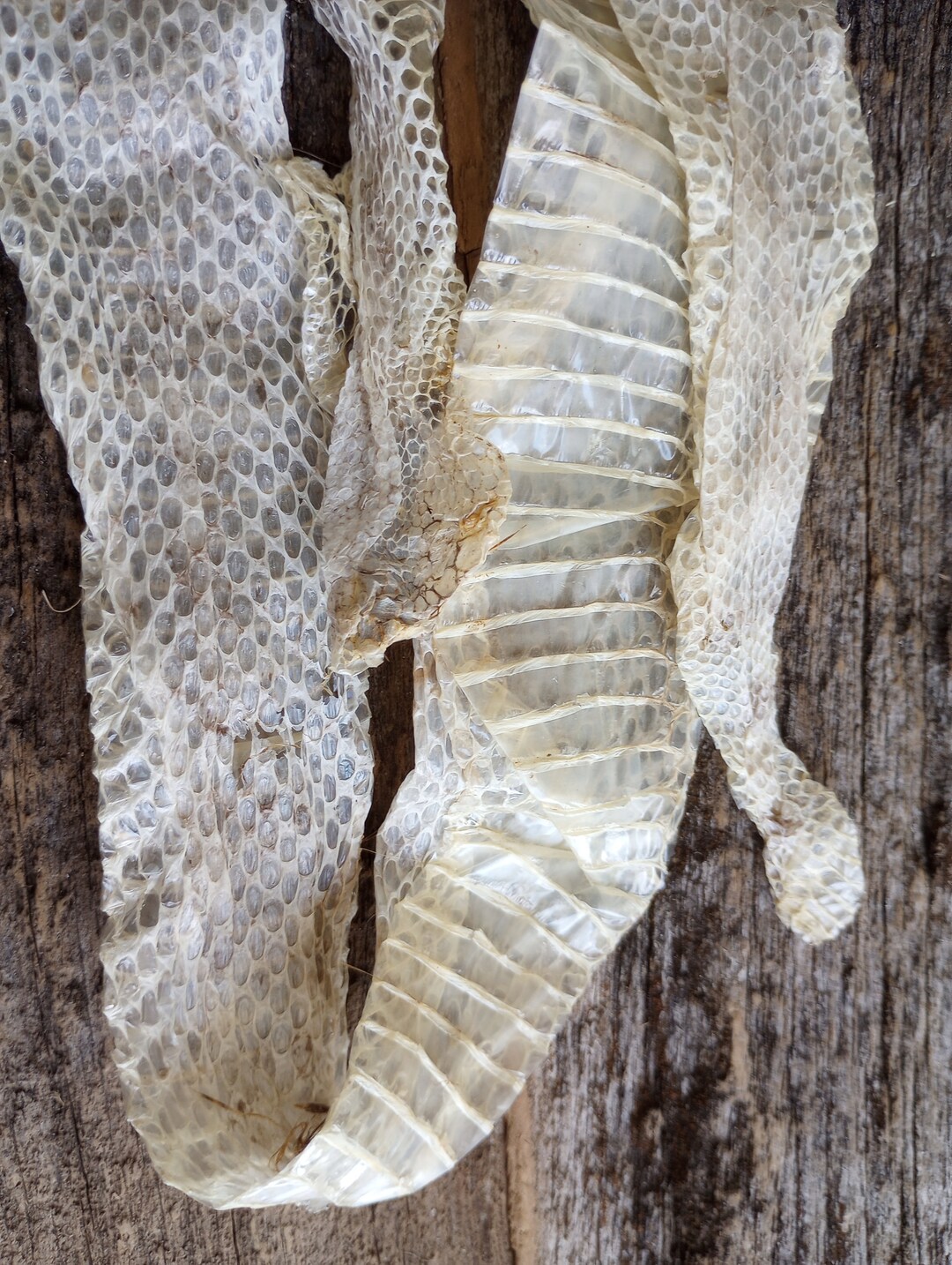 Deathtaxusa 68 36 Venomous Rattlesnake Rattler Serpent Skin Shed Molt ...