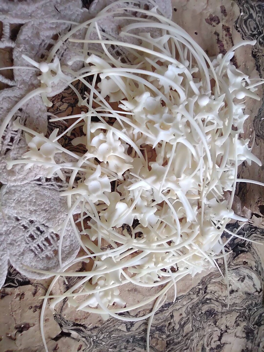 Deathtaxusa • #19 - YOU PICK! Real Animal Venomous Snake Vertebrae OR ...
