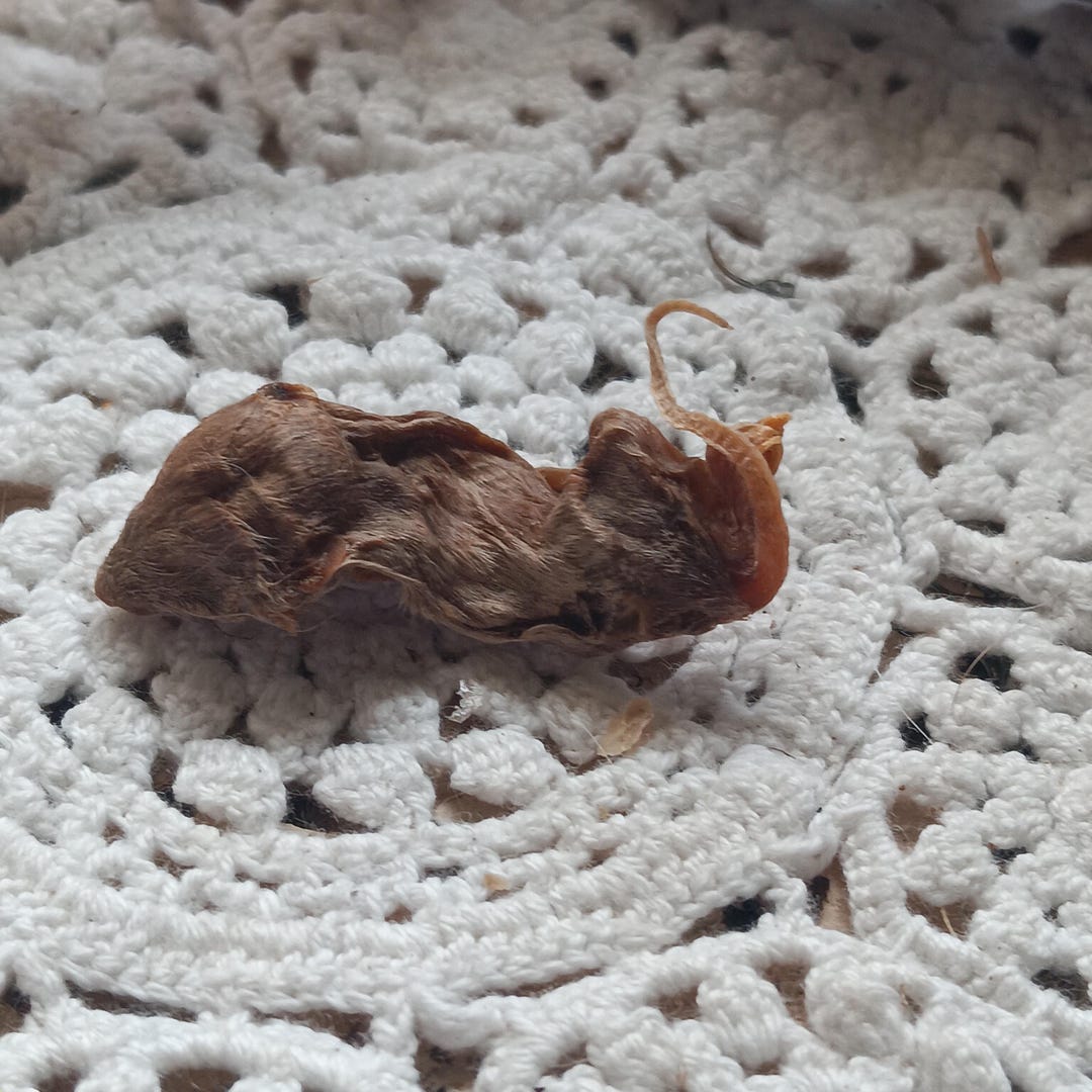 Deathtaxusa • #459 - Real Mummified Dried Baby Domestic Fancy Color ...