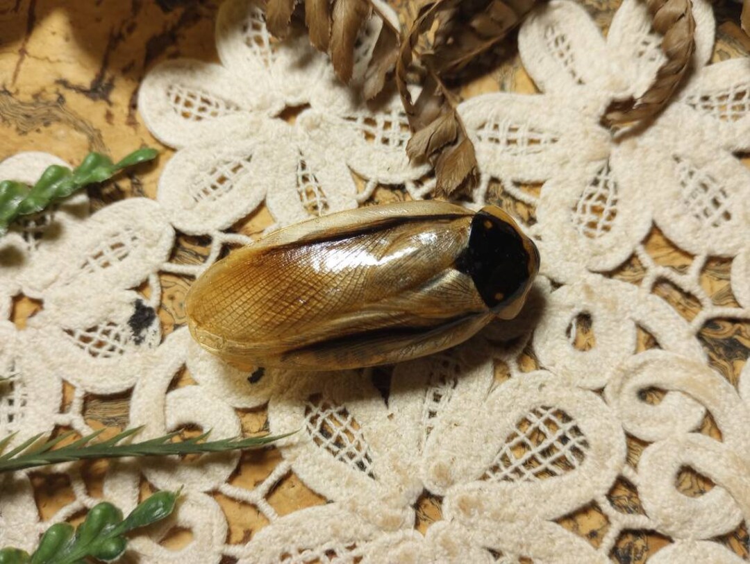 Deathtaxusa 1710 Real Animal Mummified Feeder Exotic Roach Cockroach ...