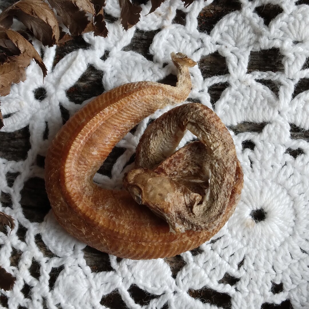 Deathtaxusa 145 Real Mummified Deformity Western Diamondback ...