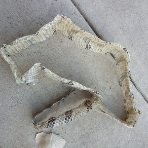 Deathtaxusa 85 51 Venomous Timber Rattlesnake Rattler Serpent Skin Shed ...