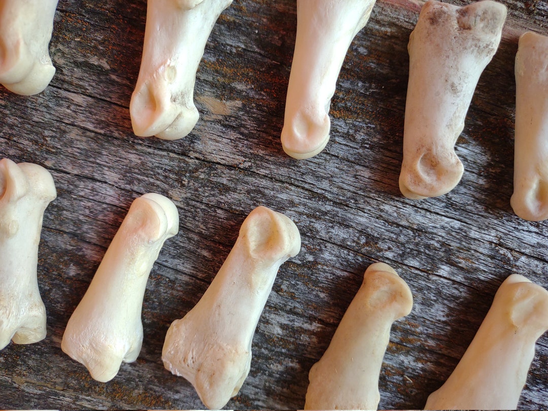 Deathtaxusa • Real White-tailed Deer Long Pastern Foot Bone Lot of 5 ...