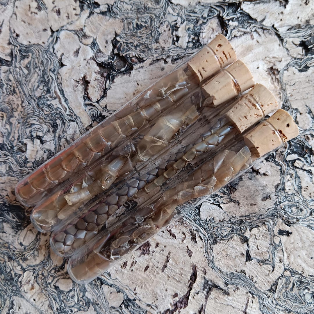 Deathtaxusa • Glass Vial - Venomous Western Green Mamba Snake Skin Shed ...