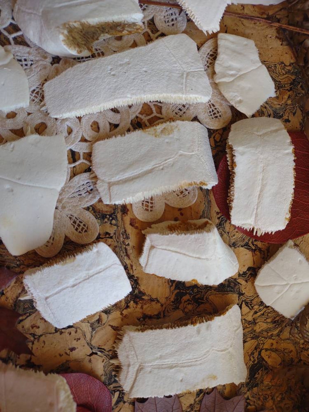 Deathtaxusa • Real Animal Reptile Carapace Plastron Shell Bones Set ...