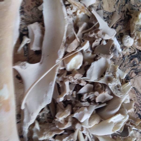 Voodoo Chicken Bones - Etsy