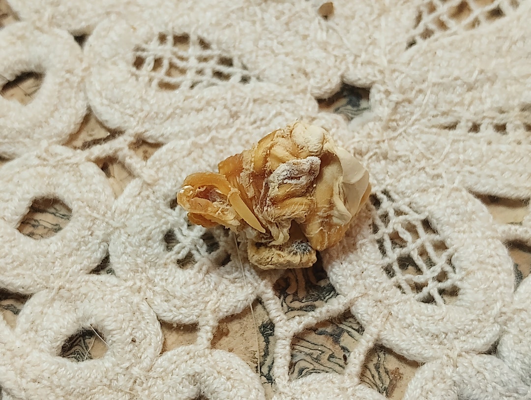 Deathtaxusa • #2678 - Real Mummified Dried Baby Domestic Rat Rodent Pup ...