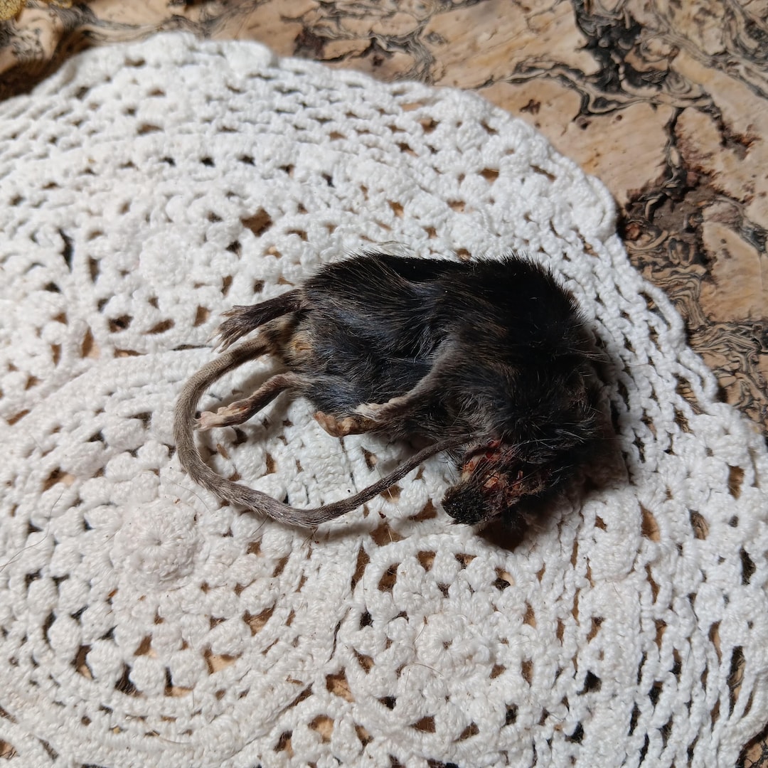 Deathtaxusa • #3641 - Real Mummified Dried Domestic Whole Rodent Fancy ...