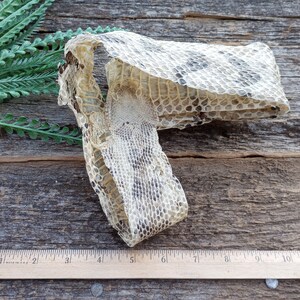 Deathtaxusa 85 51 Venomous Timber Rattlesnake Rattler Serpent Skin Shed ...
