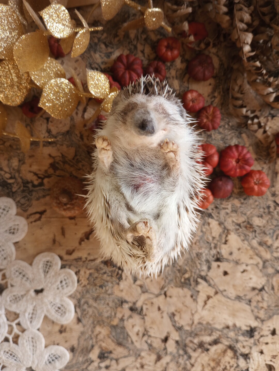 Deathtaxusa 10 Real Mummified Dried Baby Domestic Pygmy Hedgehog Hoglet ...