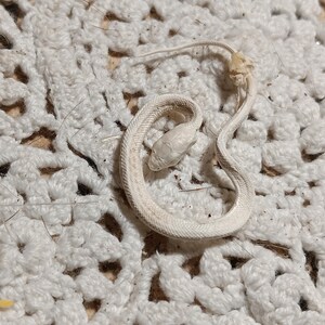 Deathtaxusa • #3634 - Real Animal Freeze Dried Stillborn Neonate ...