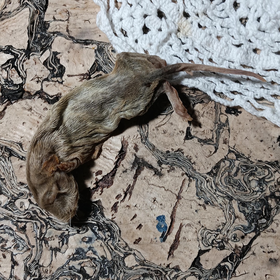 Deathtaxusa • #3738 - Real Mummified Dried Domestic Whole Rodent Fancy ...