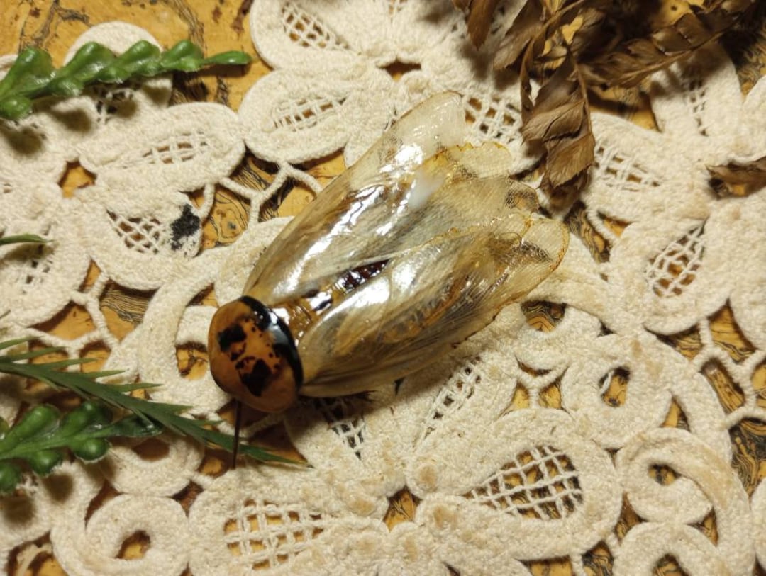 Deathtaxusa • #1706 - Real Animal Mummified Ivory Head Roach Cockroach ...