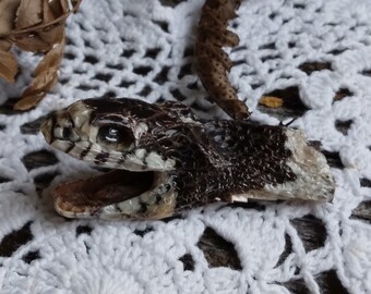 Mummified Snake - Etsy