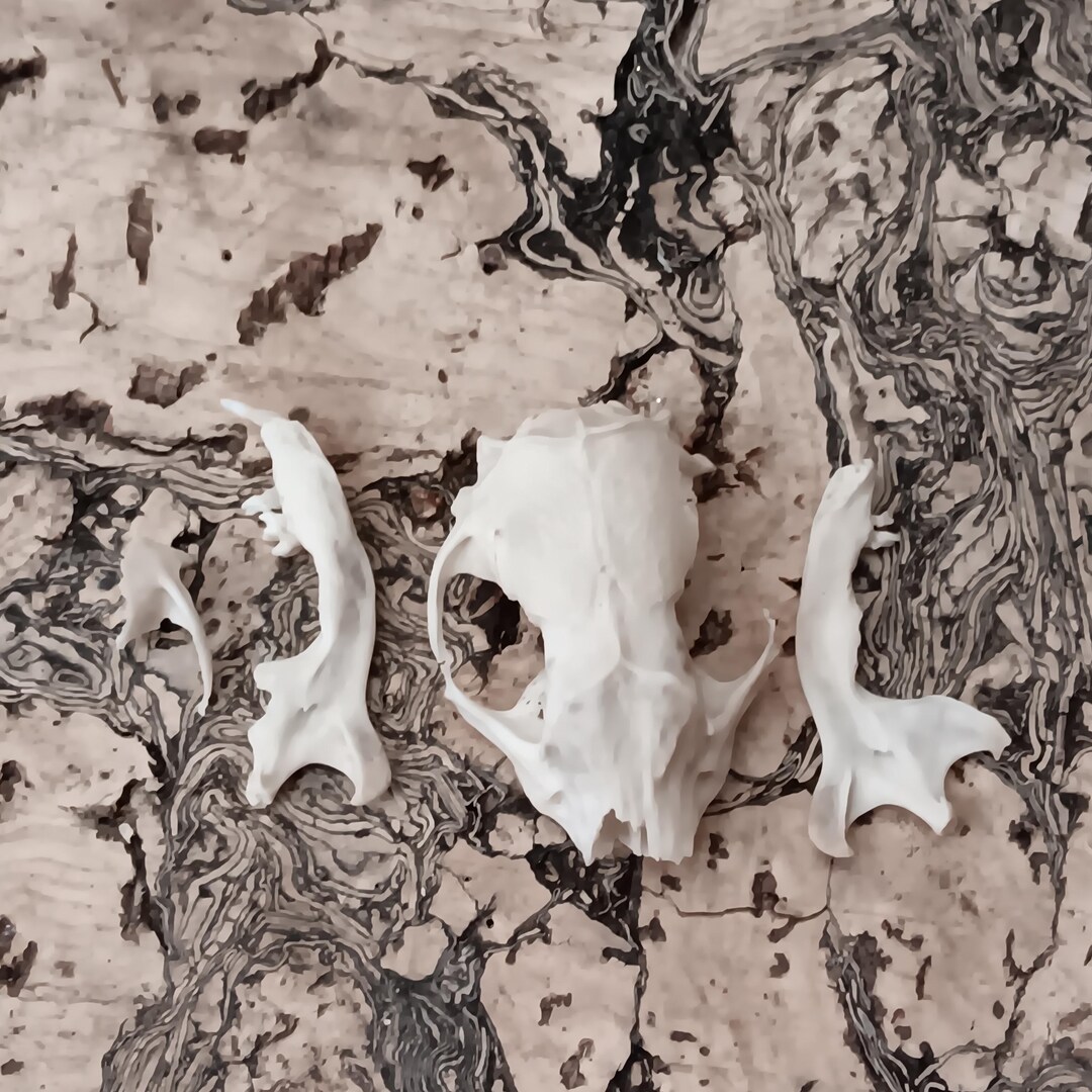 Deathtaxusa • #3363 - Real Animal Domestic Geriatric Hedgehog Skull ...