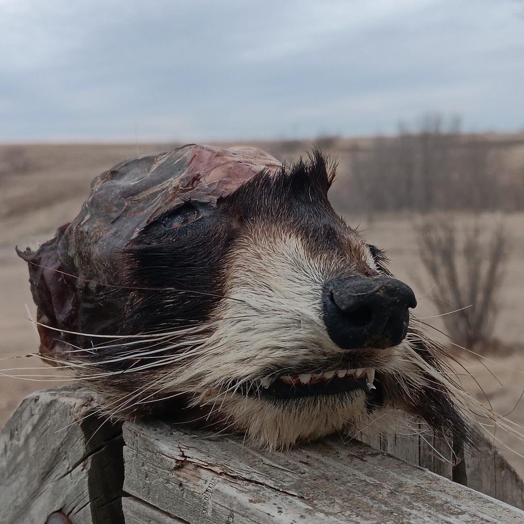 Deathtaxusa • Real Mummified Dried Zombie Raccoon Coon Head Skull ...