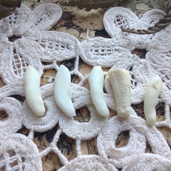 Animal Teeth - Etsy