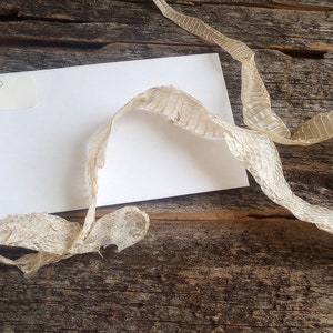 Deathtaxusa • #49 - 35" Copperhead Venomous Snake Skin Shed Molt ...