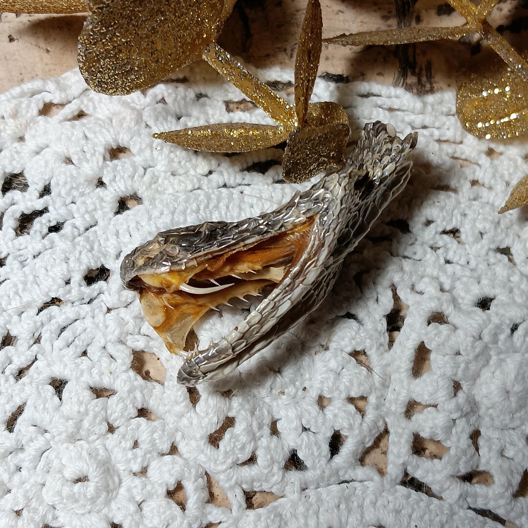 Deathtaxusa 1615 Real Animal Mummified Rattler Rattlesnake Snake Head ...