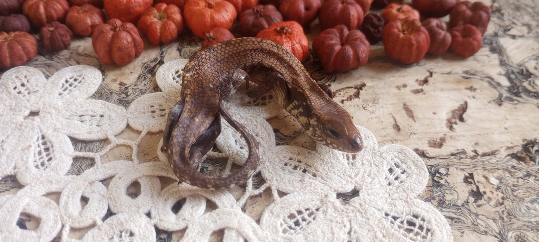 Deathtaxusa • #2388 - Real Animal Mummified Freeze Dried Fire Skink ...