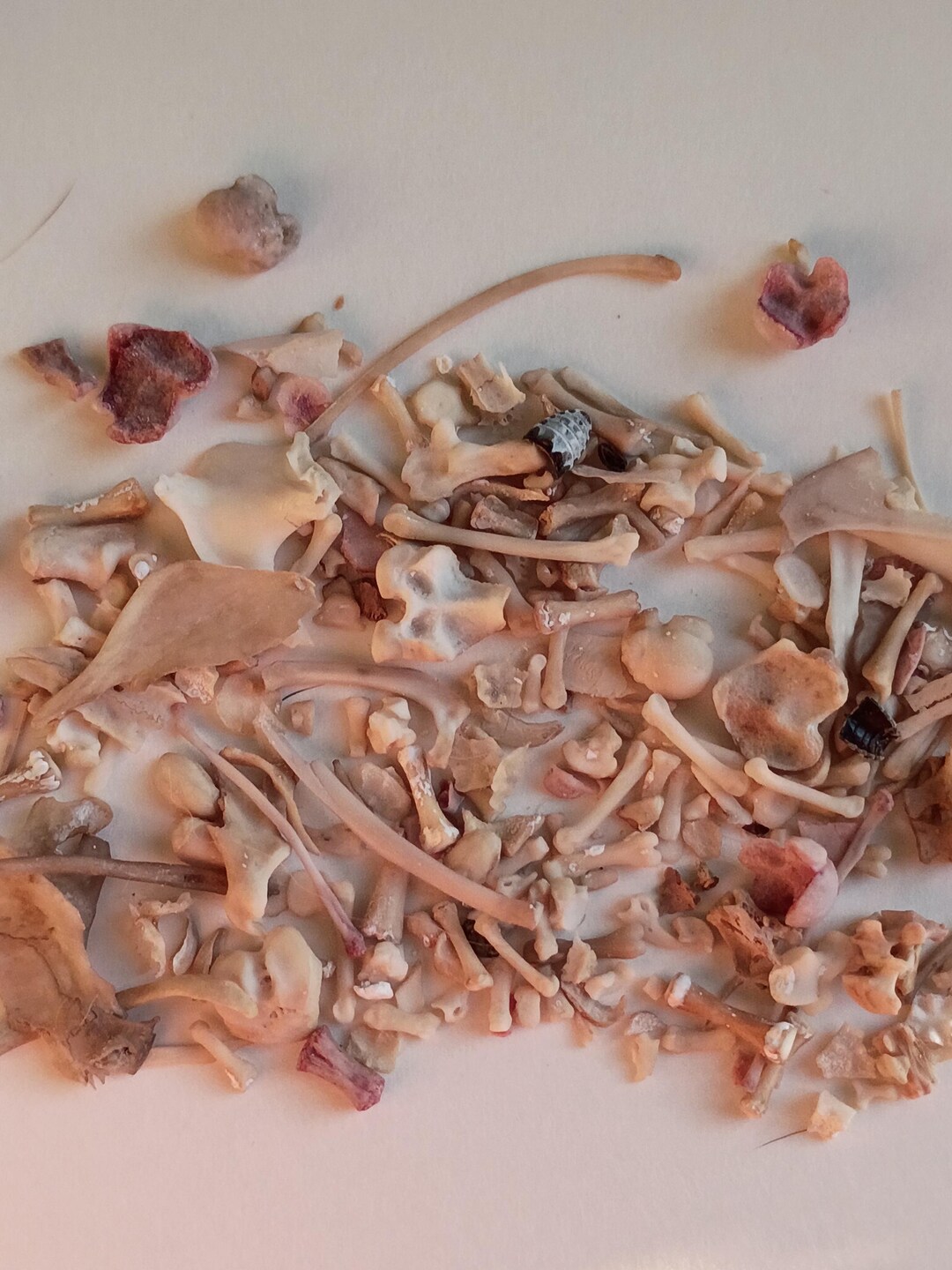Deathtaxusa • #4326 - Real Animal Mixed Domestic Rodent Small Fragment ...