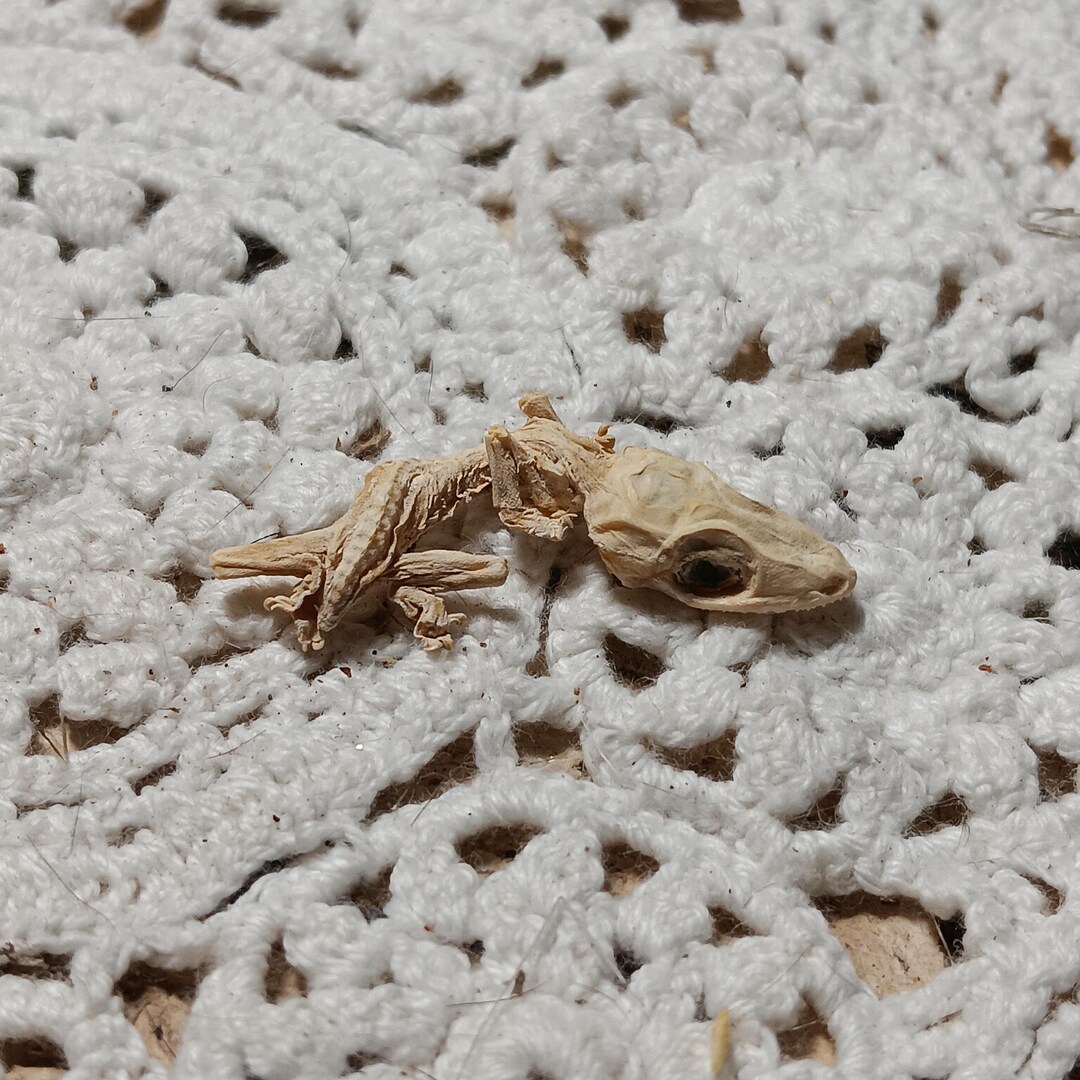 Deathtaxusa • #3630 - Real Animal Freeze Dried Small Crested Eyelash ...