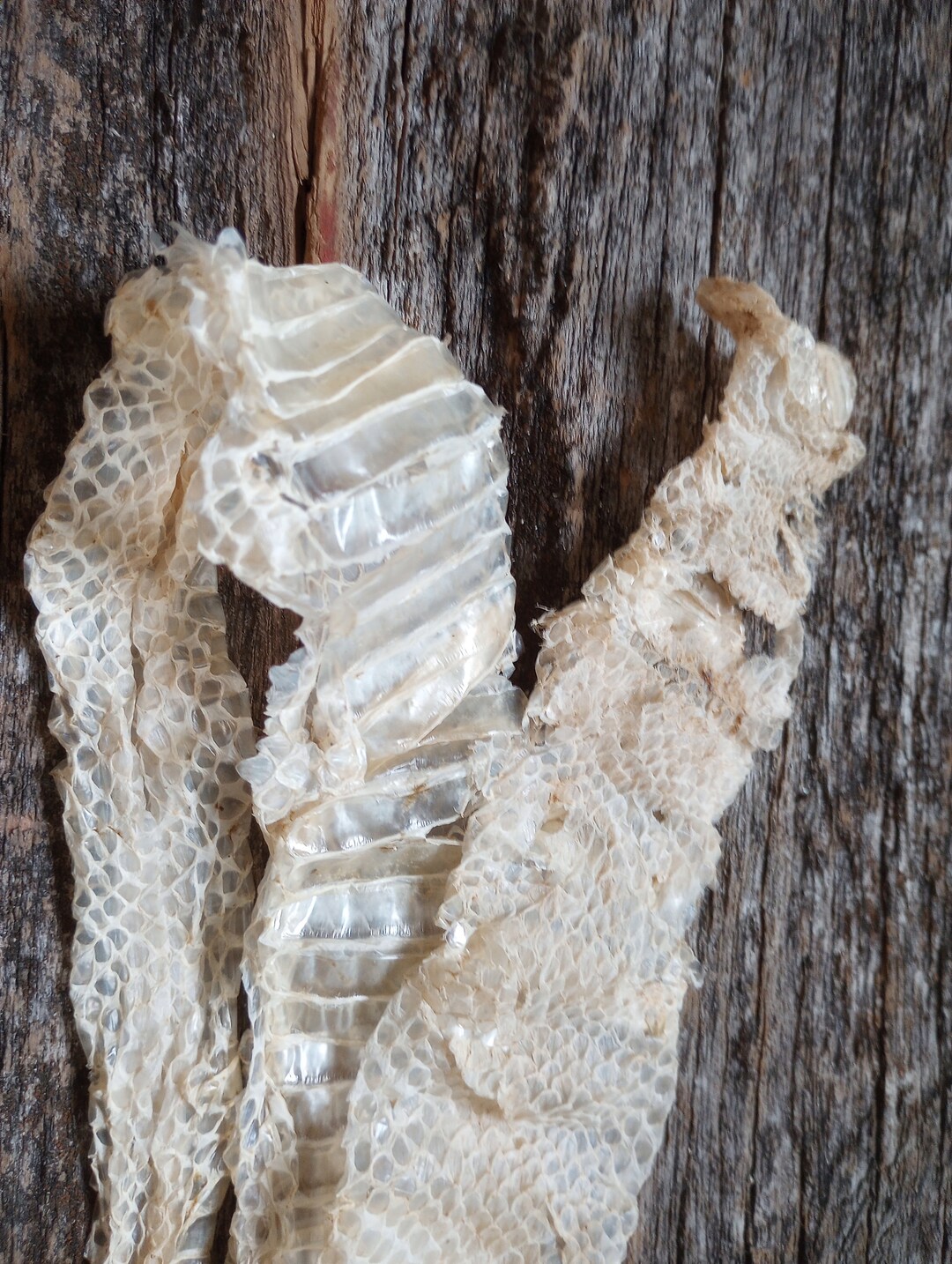 Deathtaxusa 49 28 Venomous Rattlesnake Rattler Skin Shed Molt Snakes ...