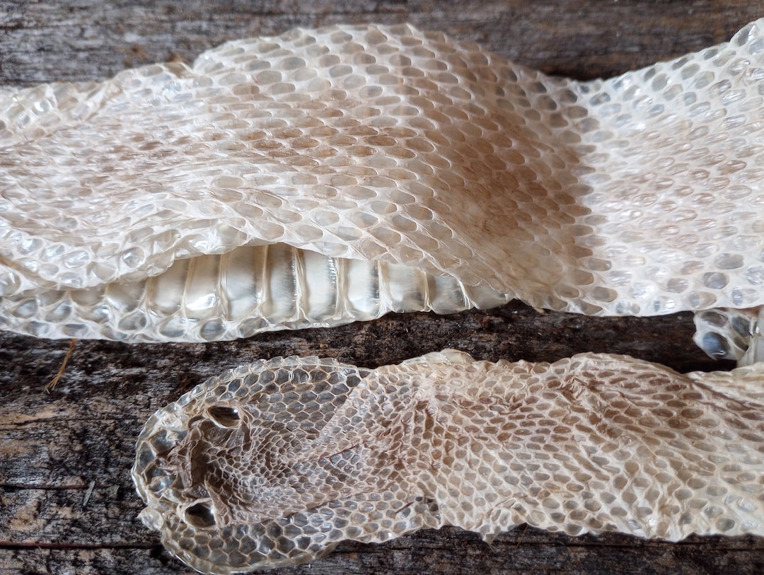 Deathtaxusa 32 42 Venomous Western Diamondback Morph Rattlesnake ...