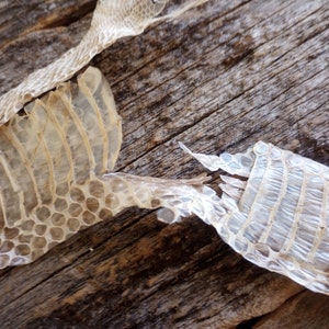 Deathtaxusa • #14 - 30" Venomous Trans Pecos Copperhead Skin Shed Molt ...