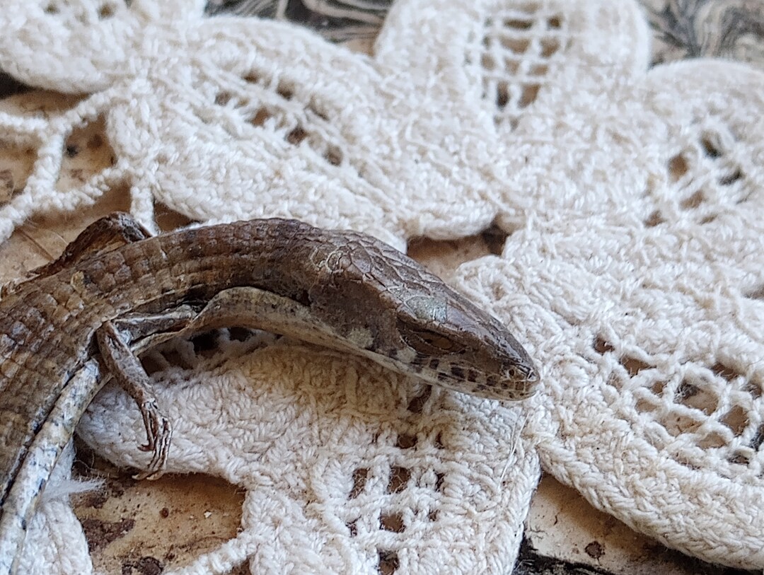 Deathtaxusa 1634 Real Animal Mummified Lizard Baby Reptile Reptiles ...