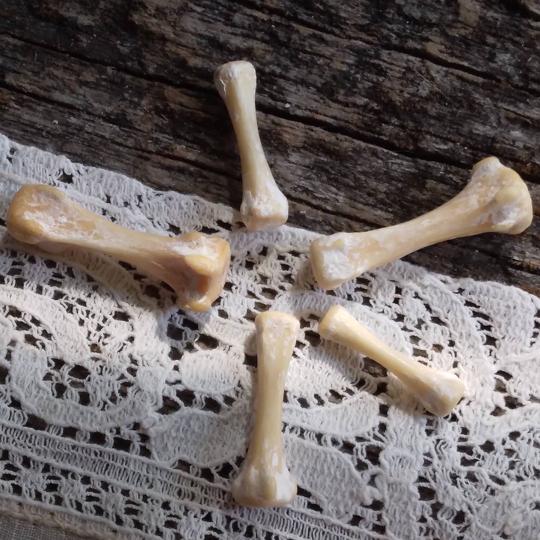 Deathtaxusa • #979 - Real Animal Tail Vertebra Vertebrae Bone | Animal ...