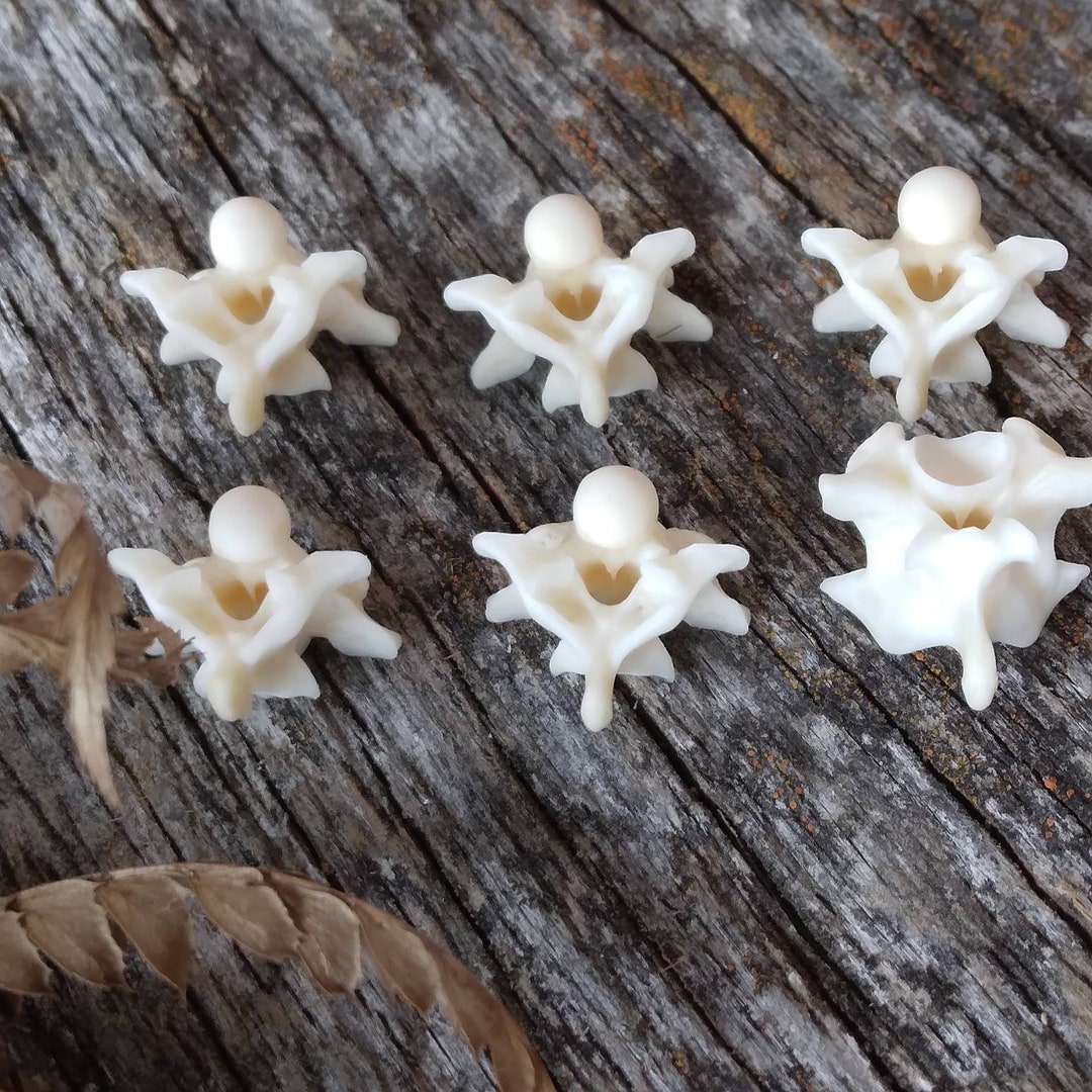 Deathtaxusa • #12 - ONE (1) Real Venomous African Gaboon Viper Snake ...