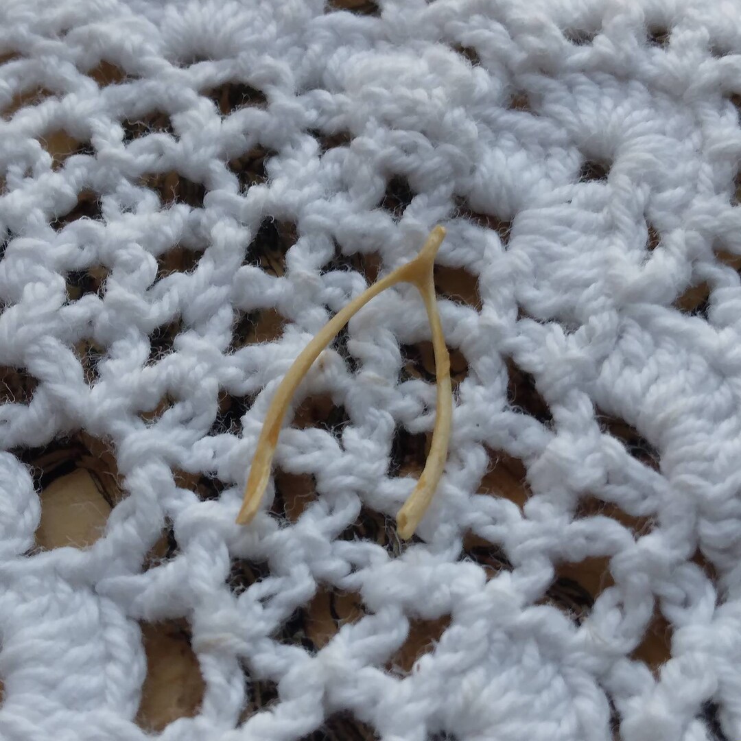 Deathtaxusa 1000 Real Animal Domestic Chick Chicken Wishbone Furcula ...