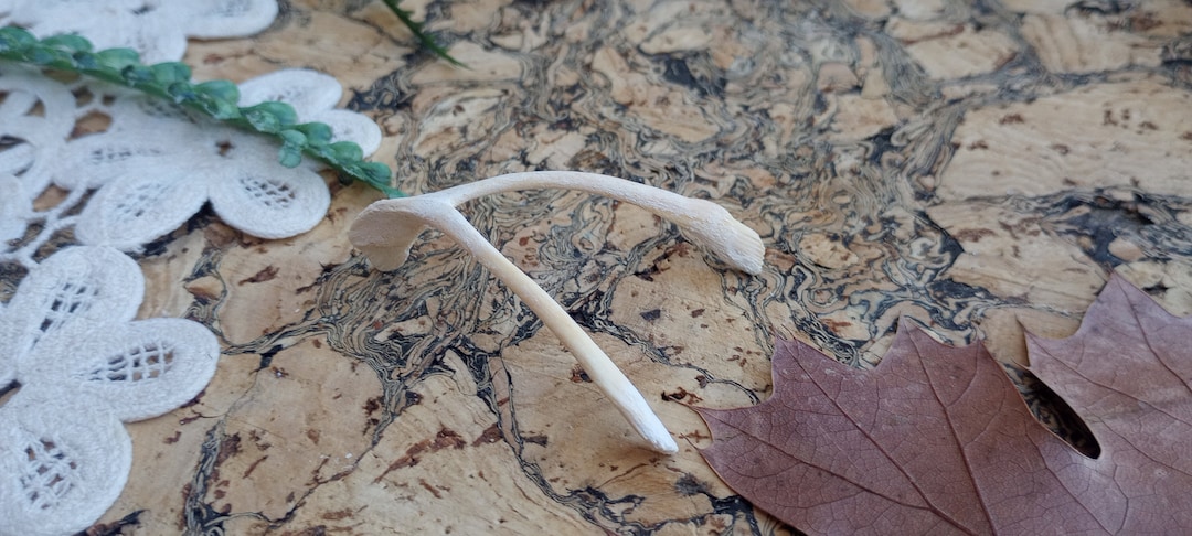 Deathtaxusa 2052 Real Animal Domestic Chick Chicken Wishbone Furcula ...
