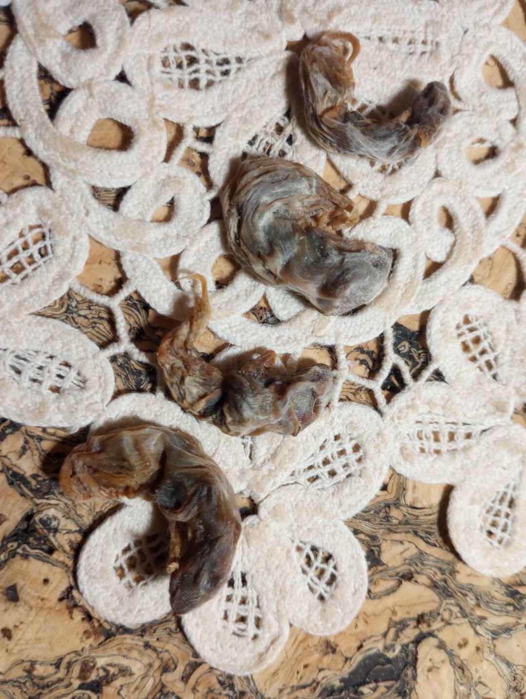 Deathtaxusa • #1318 - Real Mummified Dried Baby Domestic Pinky Mouse ...