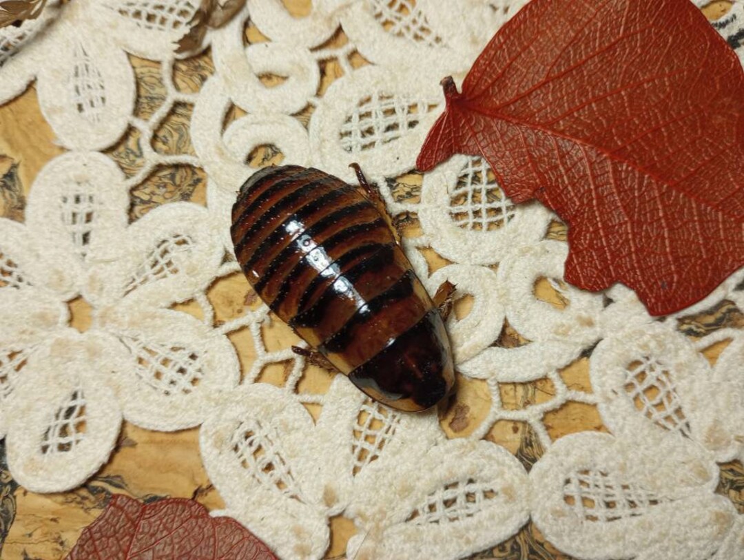 Deathtaxusa 1343 Real Animal Mummified Halloween Hisser Hissing Roach ...