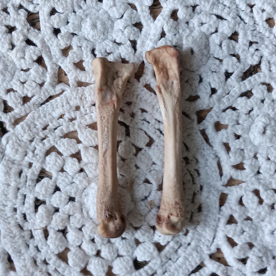 Deathtaxusa • #3541 - Real Animal Pathological Paw Toe Bone Pair Set ...