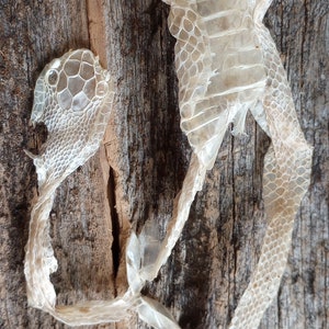 Deathtaxusa • #49 - 35" Copperhead Venomous Snake Skin Shed Molt ...
