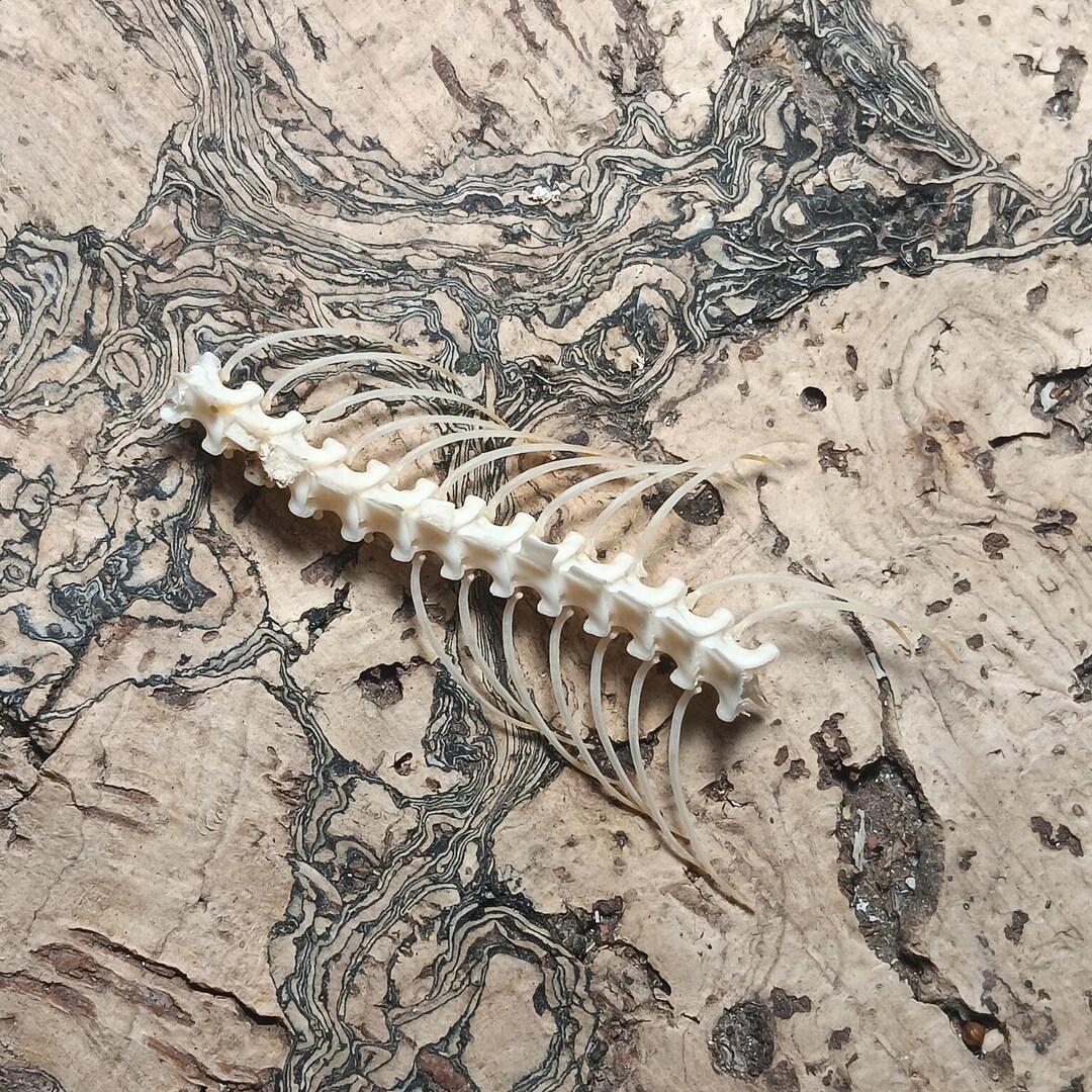 Deathtaxusa • #4129 - Real Snake Articulated Spinal Column Vertebrae ...