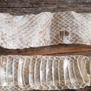 Deathtaxusa • #49 - 35" Copperhead Venomous Snake Skin Shed Molt ...