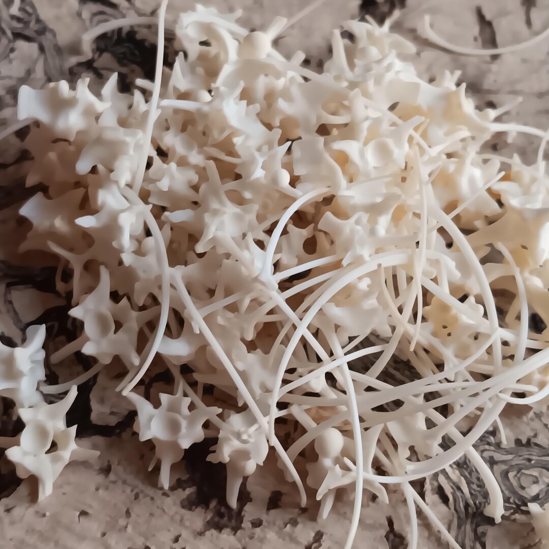 Deathtaxusa • #35 - YOU PICK! Real Snake Vertebrae OR Rib Bones | Black ...