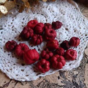 Deathtaxusa 3385 Real Miniature Mini Pumpkin Putka Pods Lot Pumpkins ...