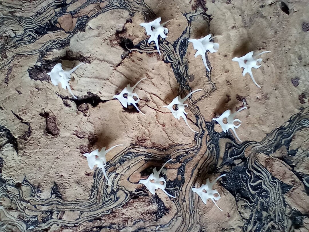 Deathtaxusa • #1790 - Real Animal Colubrid Snake PSYCHOTIC Vertebrae ...