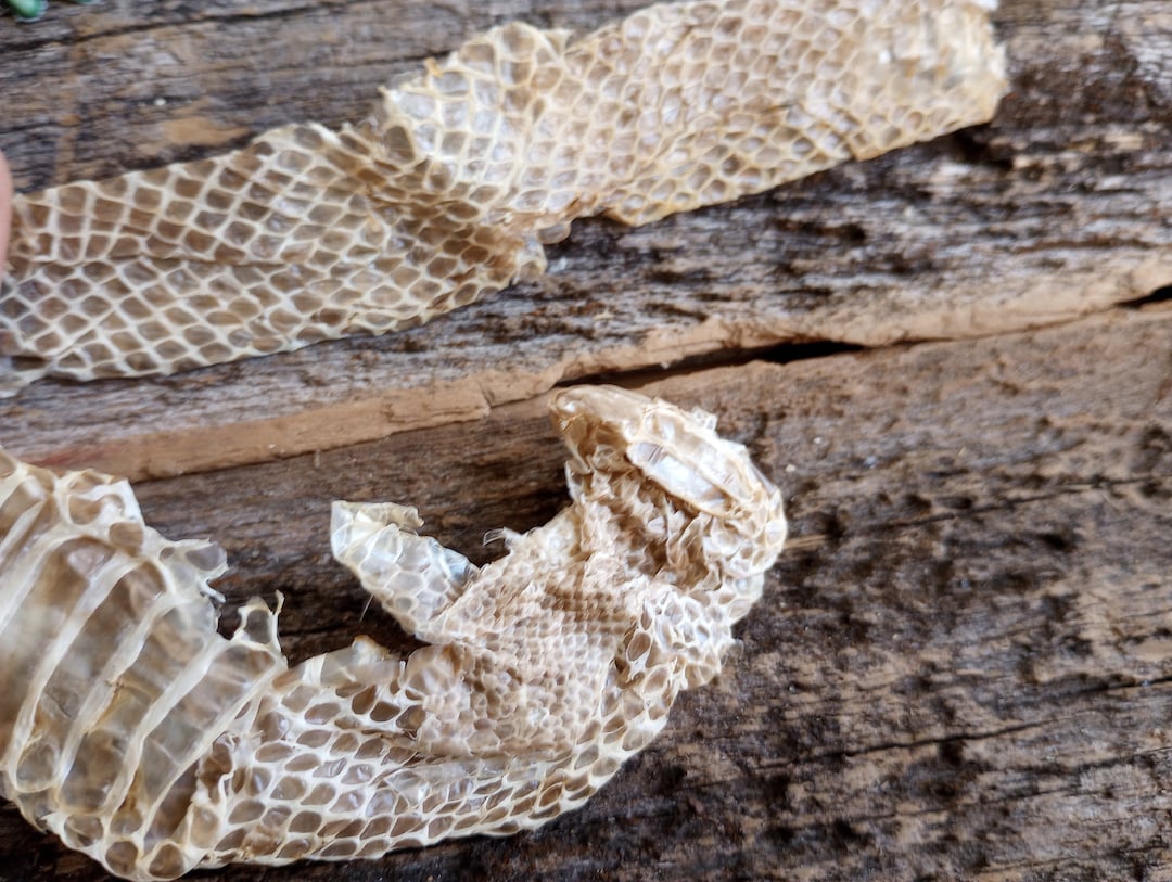 Deathtaxusa 64 18 Venomous Copperhead Serpent Skin Shed Molt Snake ...