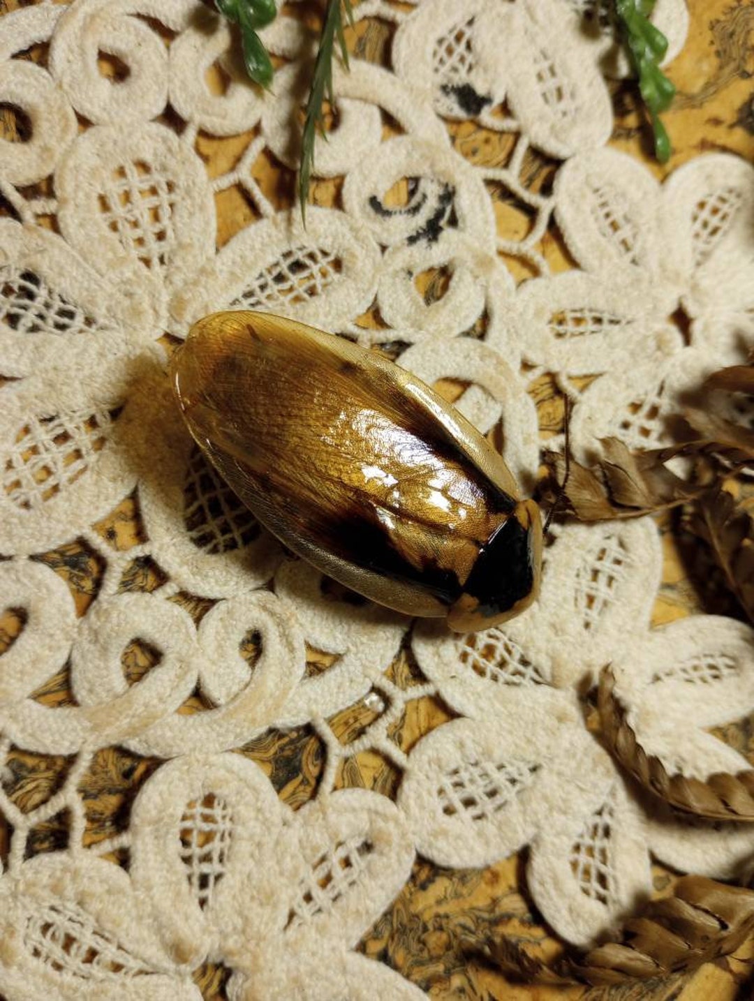 Deathtaxusa 1709 Real Animal Mummified Feeder Exotic Roach Cockroach ...