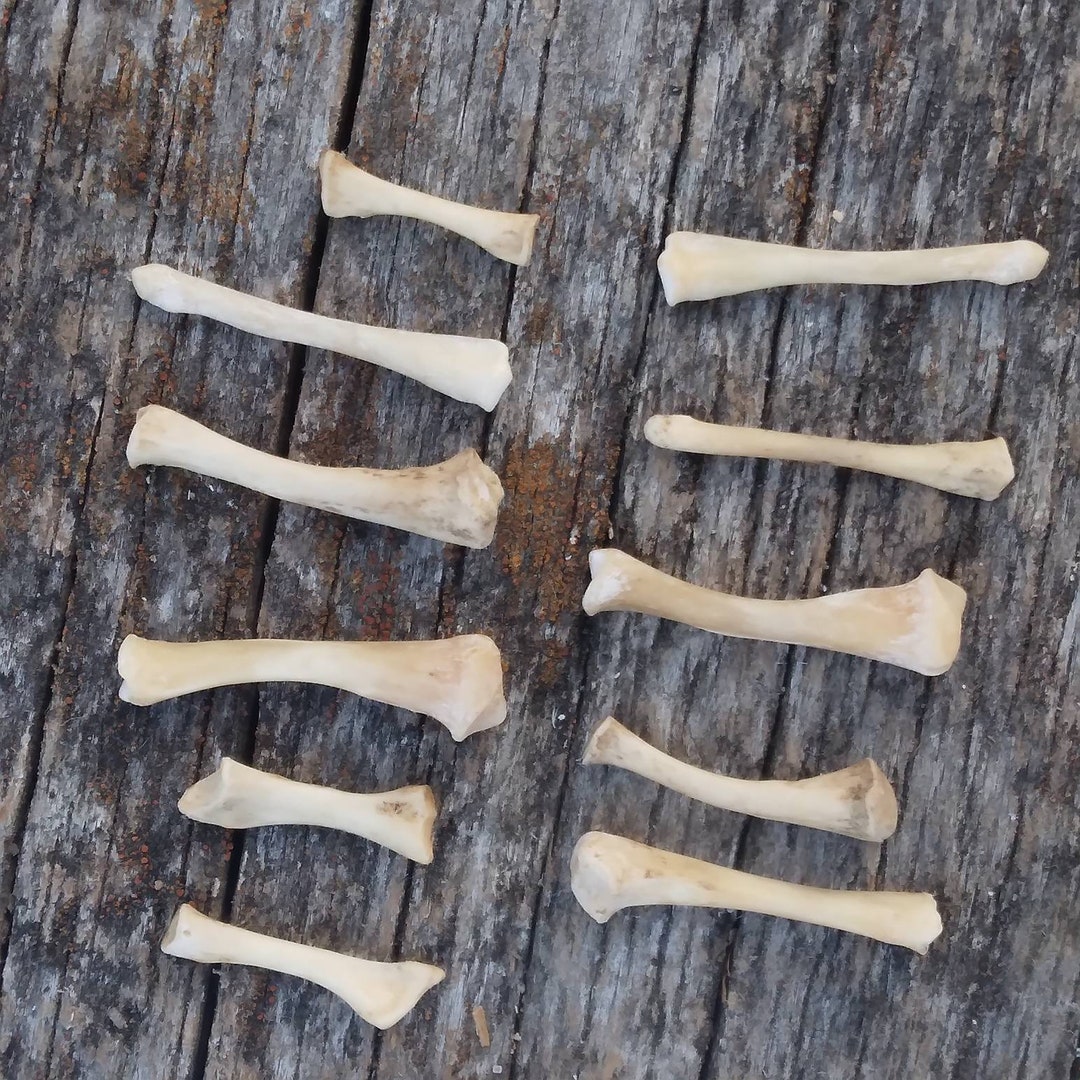 Deathtaxusa 737 Real Animal Reptile Leg Bones Set Nature Cleaned Bone ...