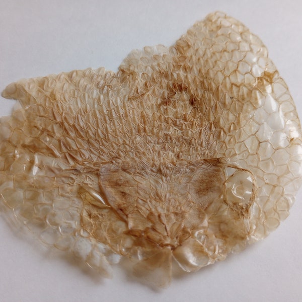 Real Snake Skin - Etsy
