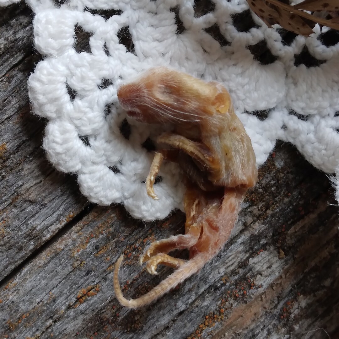 Deathtaxusa • #536 - Real Mummified Dried Baby Domestic White Mouse ...